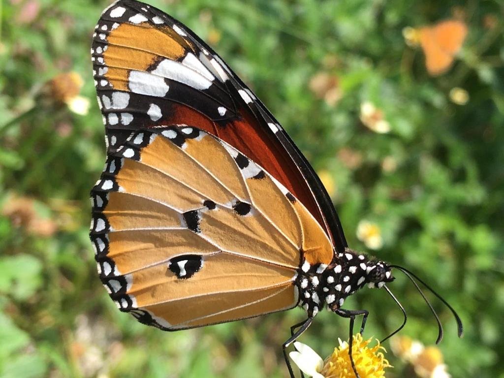 Plain Tiger Butterfly from Kansari Ln, Santipur, West Bengal 741404 ...