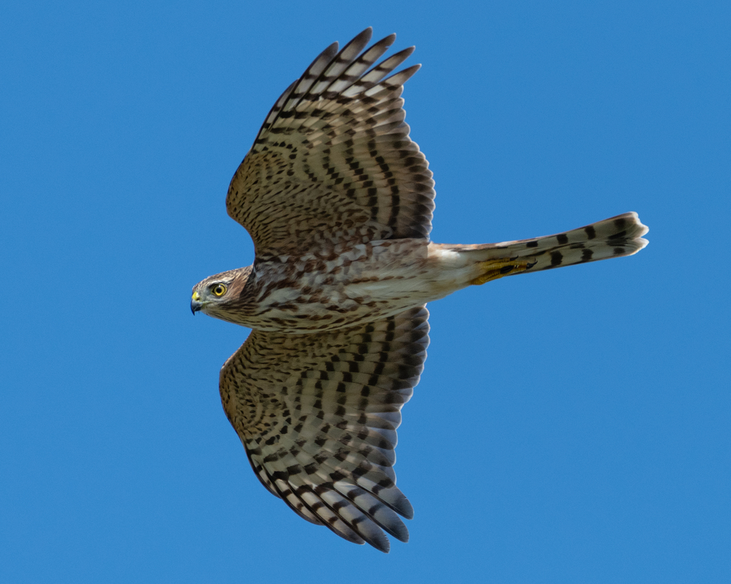 Sharp-shinned Hawk from Richmond County, NS, Canada on September 24 ...