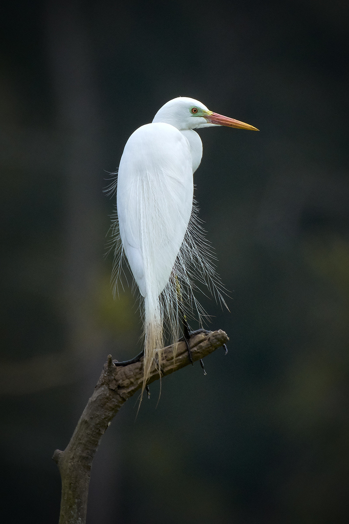 Intermediate Egret (Birds of the British Indian Ocean Territory ...