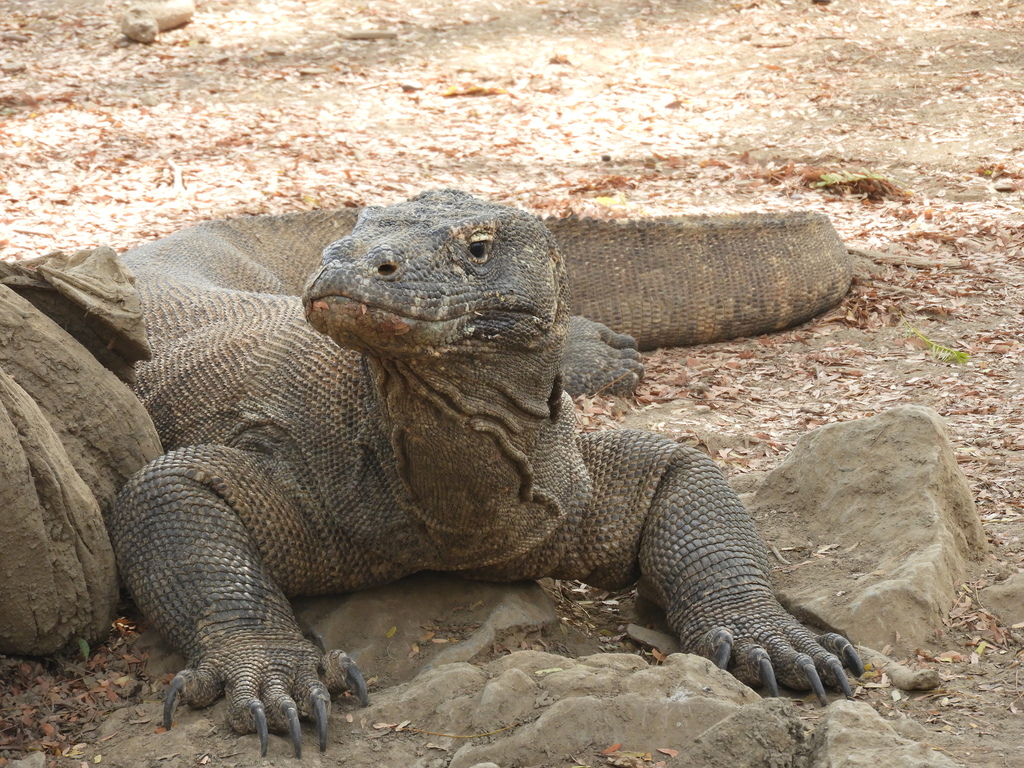 Komodo Dragon in October 2018 by guagui · iNaturalist