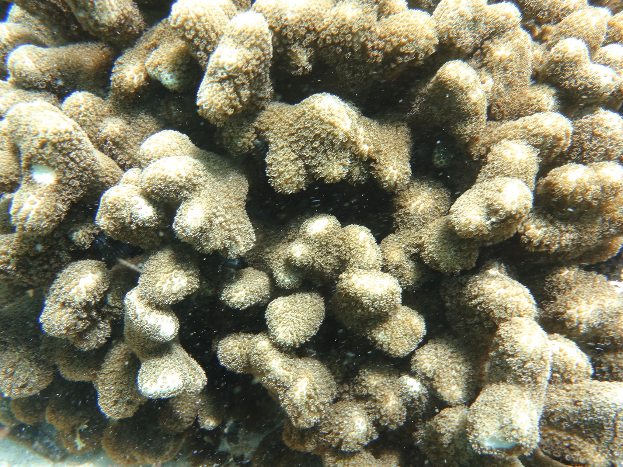 Porites furcata Lamarck, 1816