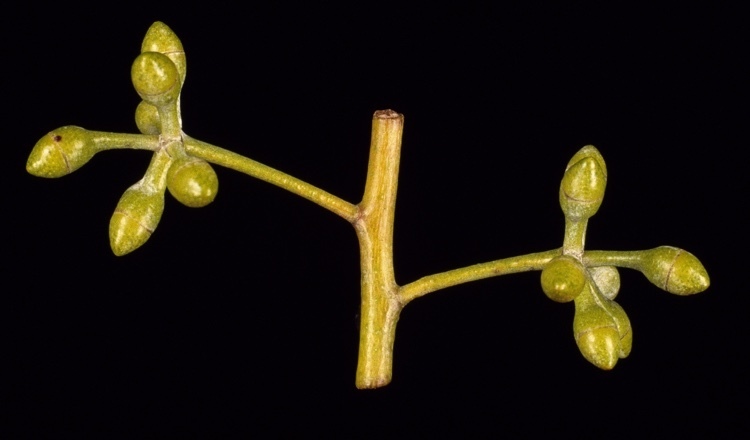 (Eucalyptus elliptica) - Botanical Realm