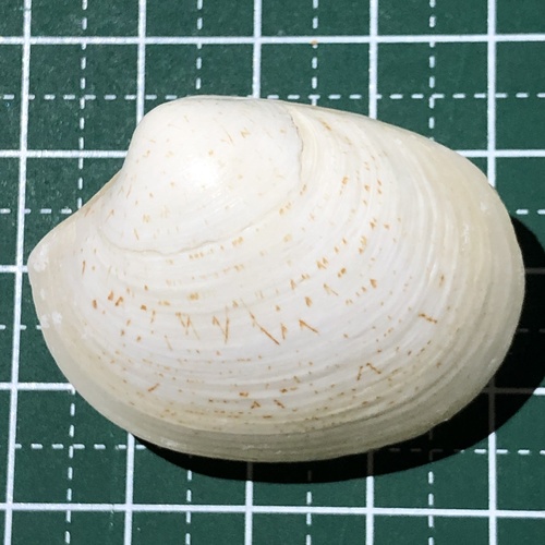 Pitar prora · iNaturalist