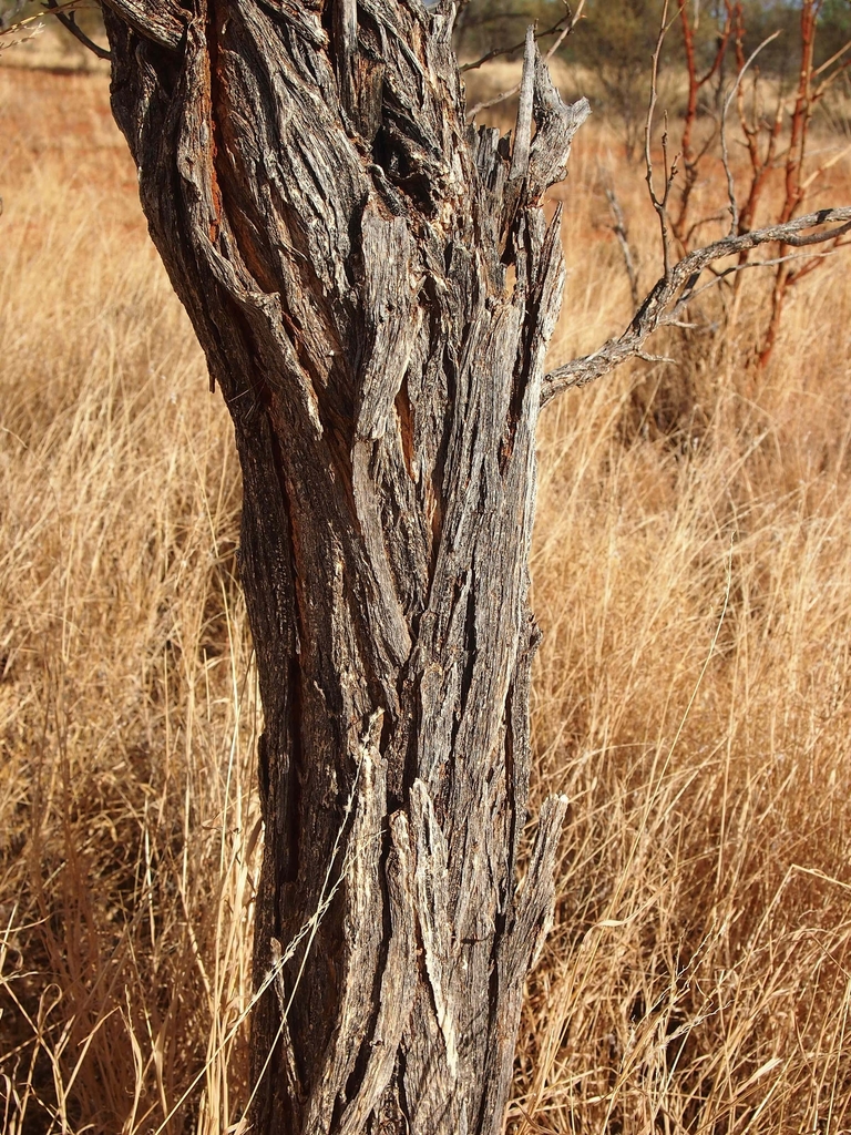 Desert Oak (Acacia coriacea) - Botanical Realm