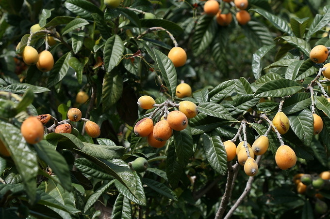 Bronze Loquat (LA Urban Forest Program) · iNaturalist
