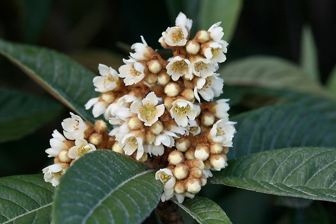 Bronze Loquat (LA Urban Forest Program) · iNaturalist