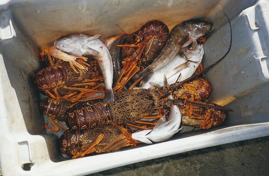 New Zealand Blue Cod from Castlepoint, North Island, New Zealand on ...