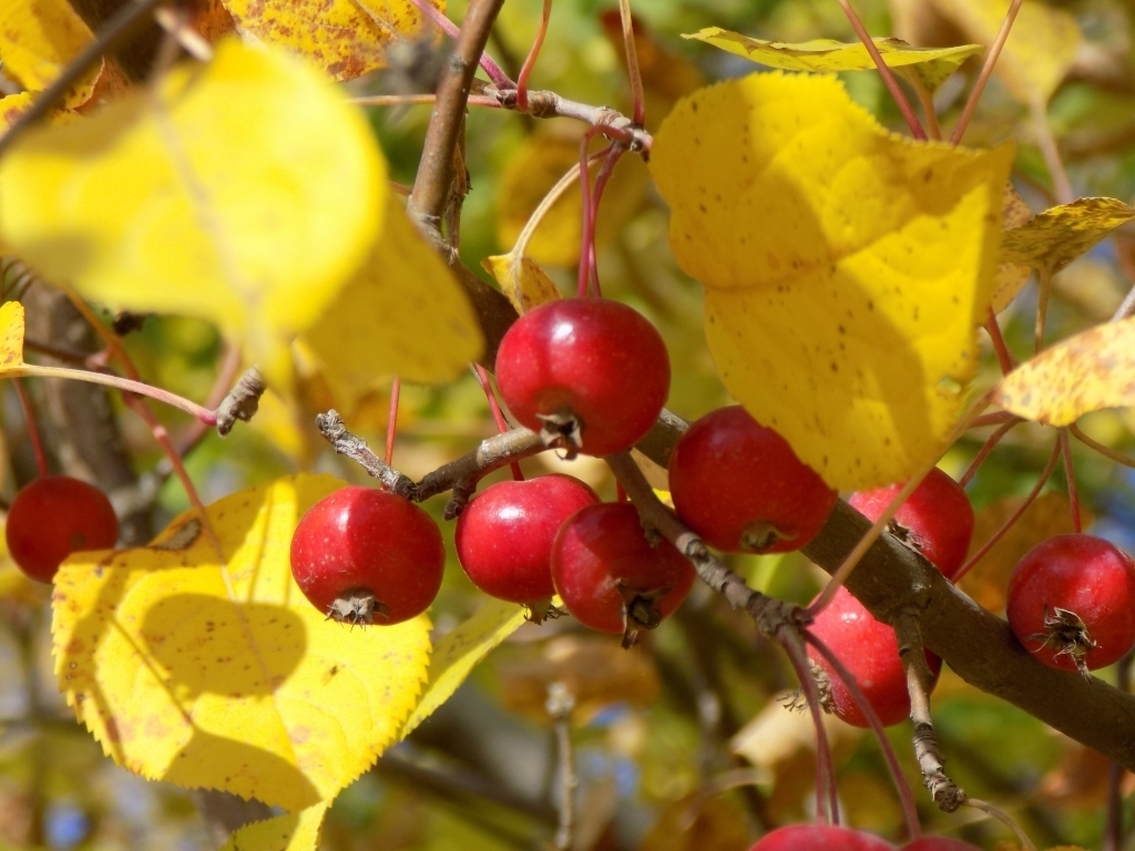Pear-leaf Crabapple (Malus prunifolia) - Botanical Realm