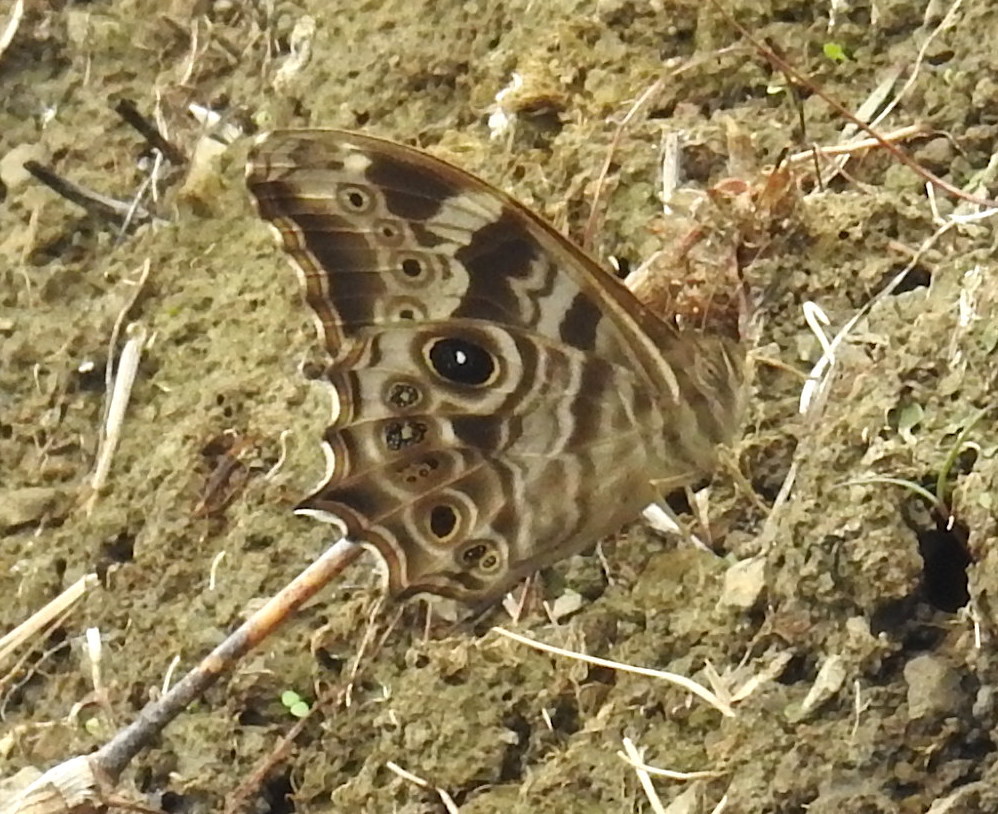 Common Treebrown from Phek, Nagaland 797108, India on April 12, 2018 at ...