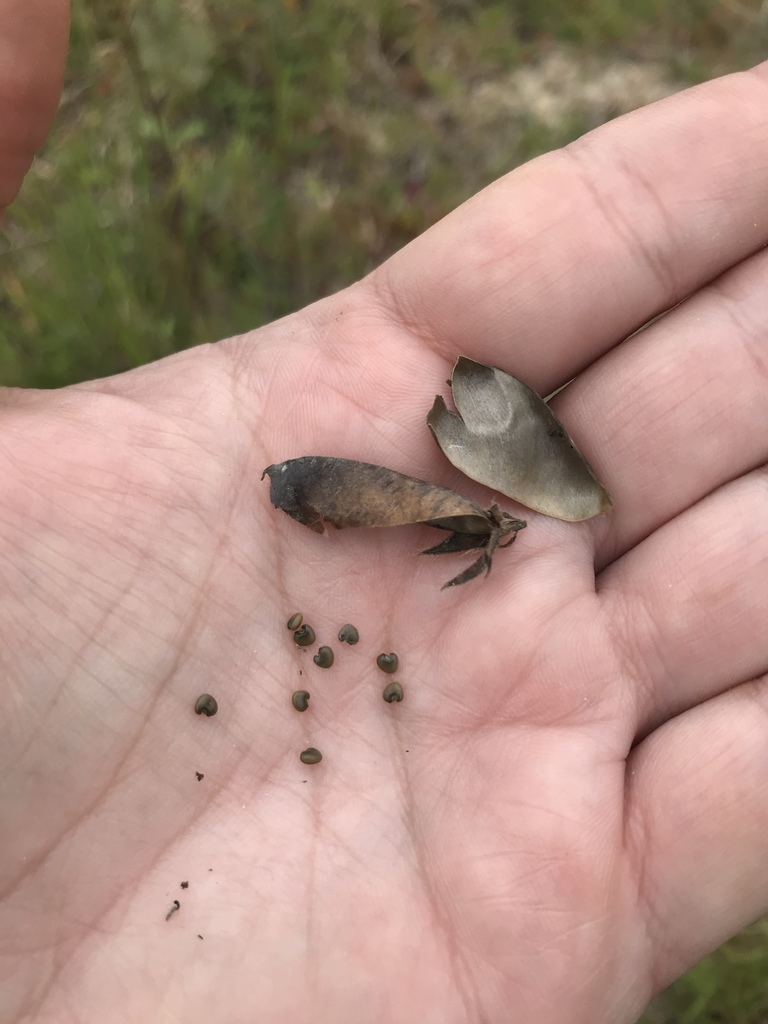 arrowhead rattlebox (Crotalaria sagittalis) - Botanical Realm