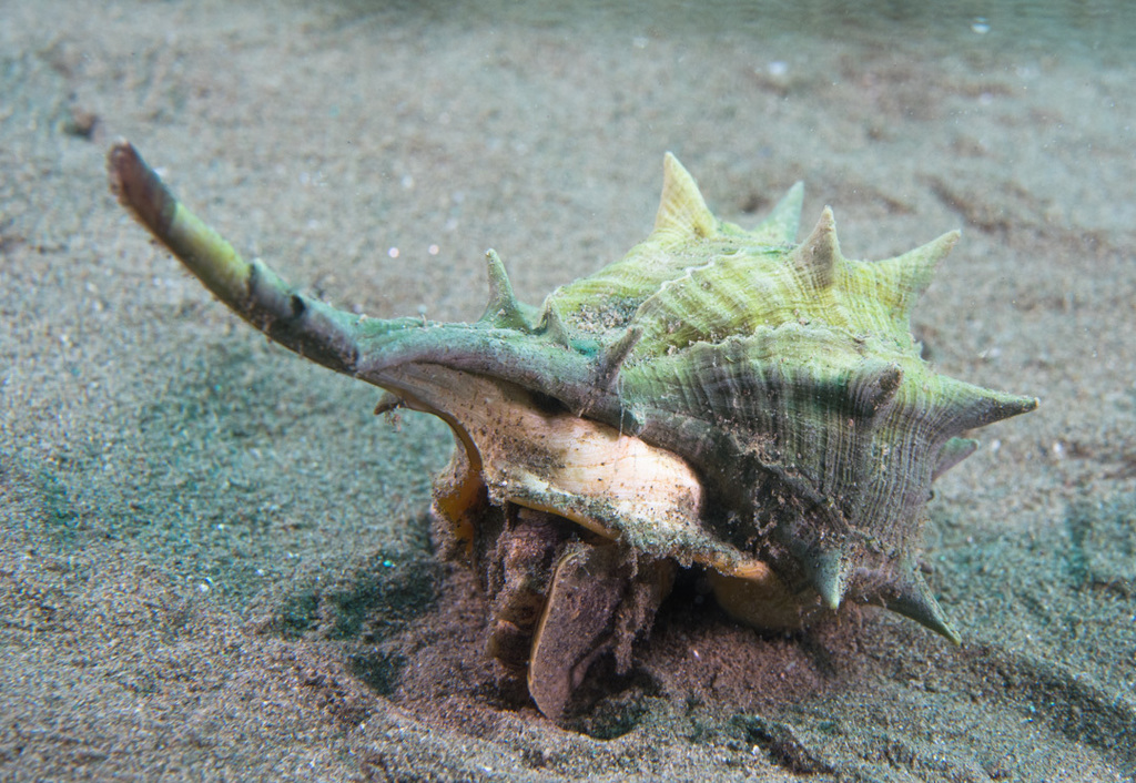 Murex Sea Snail