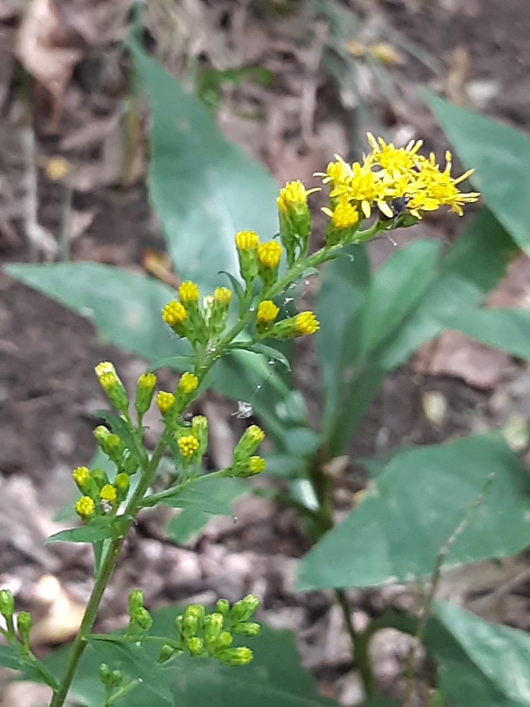 southern rough-leaved goldenrod in September 2020 by e-a · iNaturalist