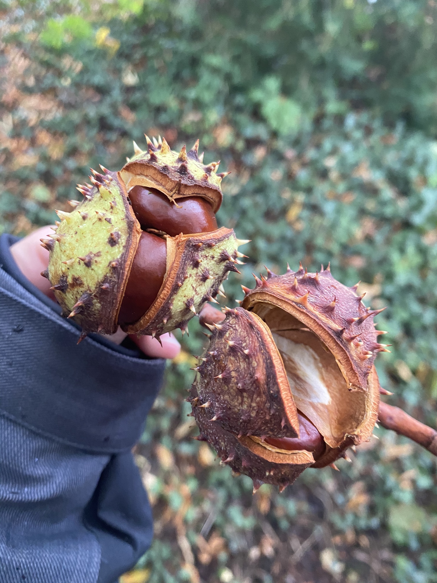 Chestnuts Vs Buckeyes