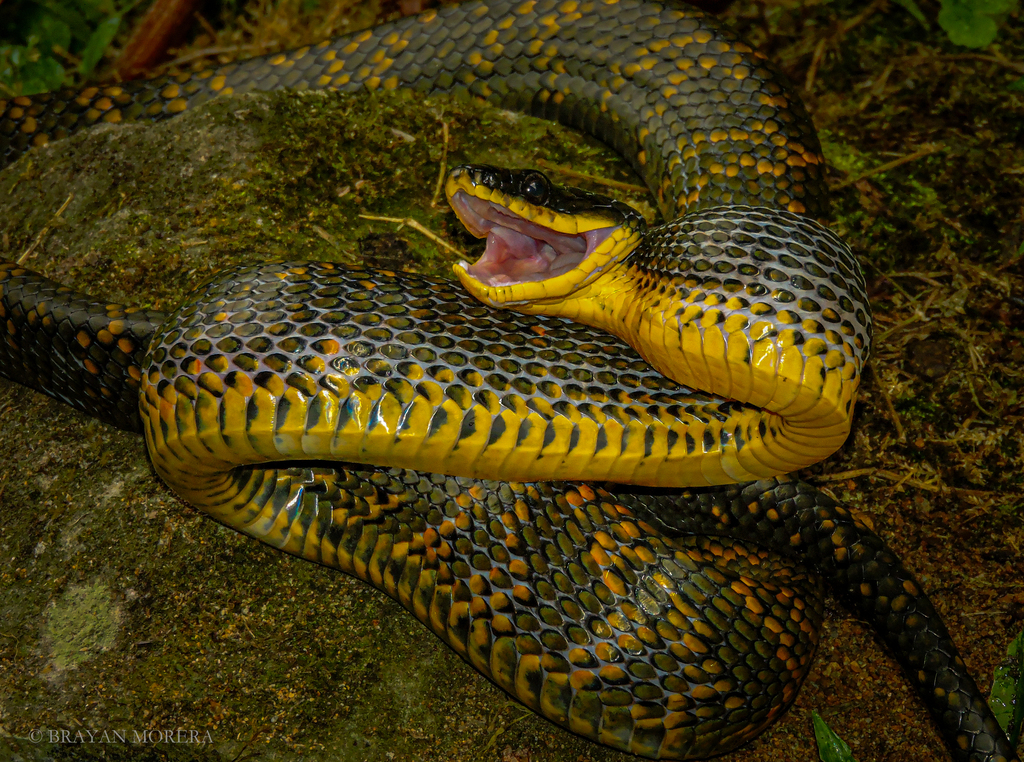 Puffing Snake from Reserva Biológica Alberto Manuel Brenes on May 28 ...