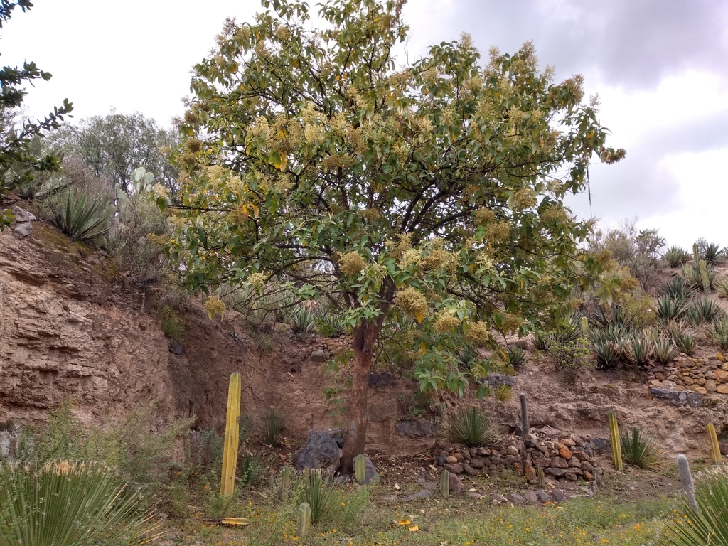 tepozan from Unnamed Road, Privada la Paz, 42094 Pachuca de Soto, Hgo ...