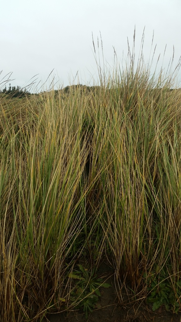 European marram grass from Bottle Lake, Christchurch 8083, New Zealand ...