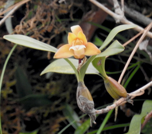 Dendrobium rotundatum · iNaturalist