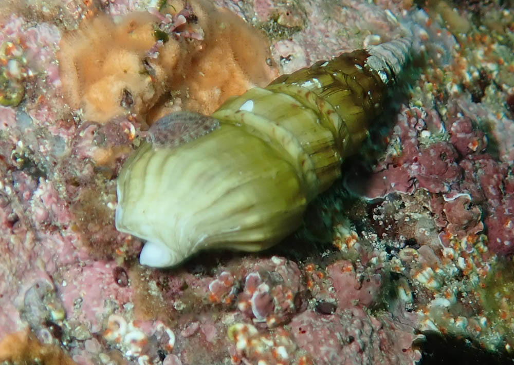 Clionella sinuata (Born, 1778)