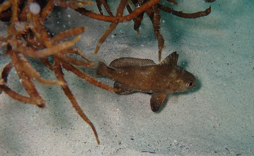 Umbrina canariensis Valenciennes, 1843