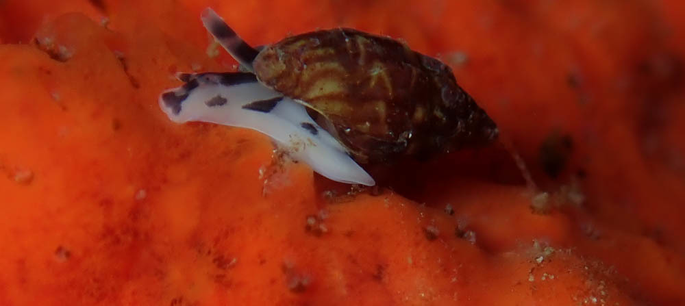 Clionella sinuata (Born, 1778)