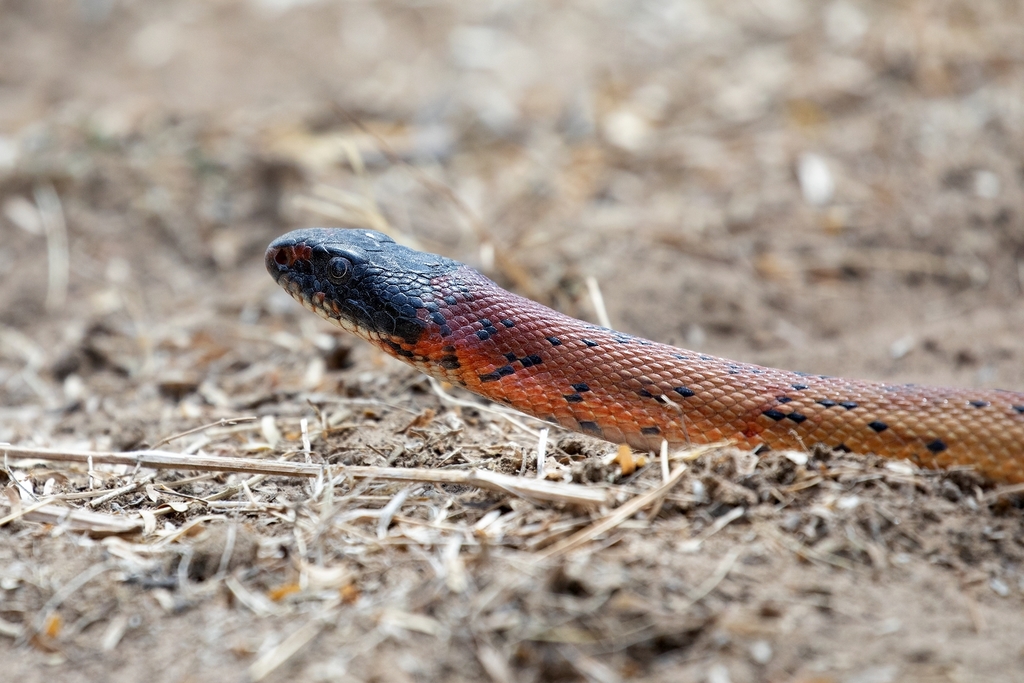 Black-headed Royal Snake from Ghat Ki Guni, Jaipur, Rajasthan, India on ...