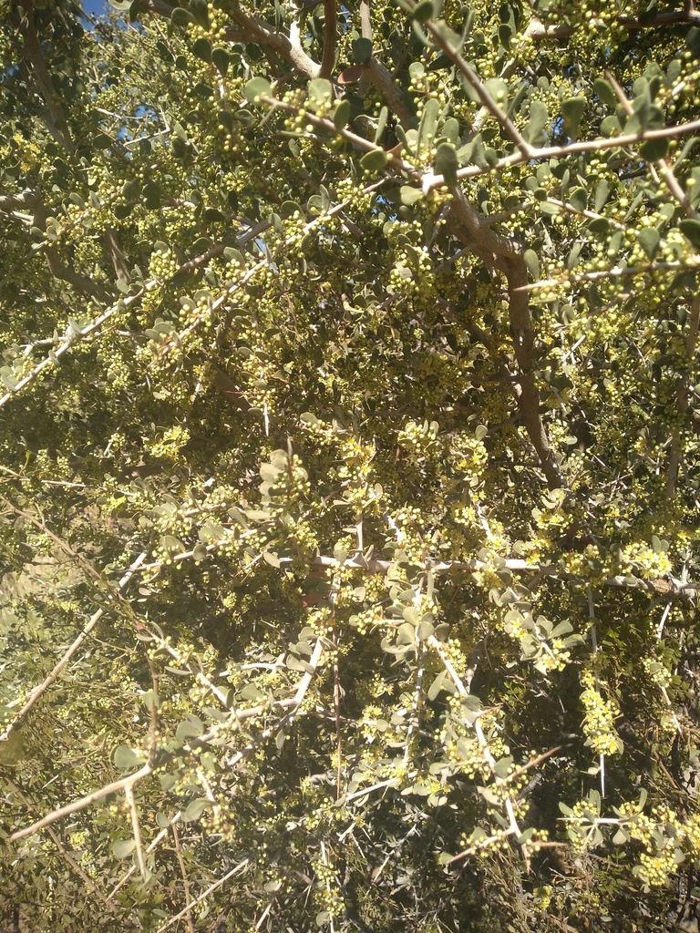 chilean pepper tree from Las Perlas, Río Negro, Argentina on September ...