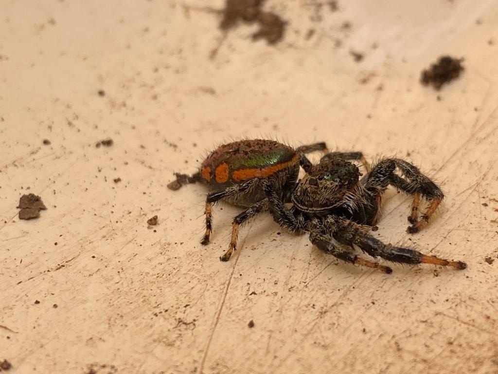 Golden Jumping Spider from Carretera Panamericana, Ciudad de Guatemala ...