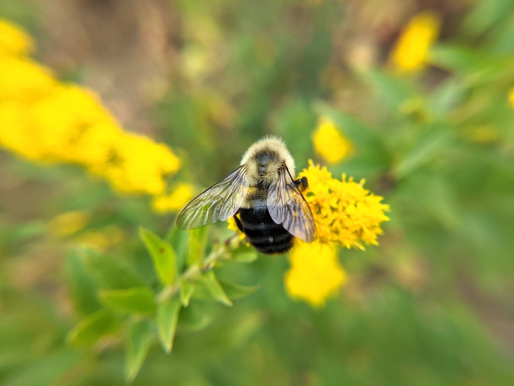 Common Eastern Bumble Bee from Middlesex, Massachusetts, United States ...