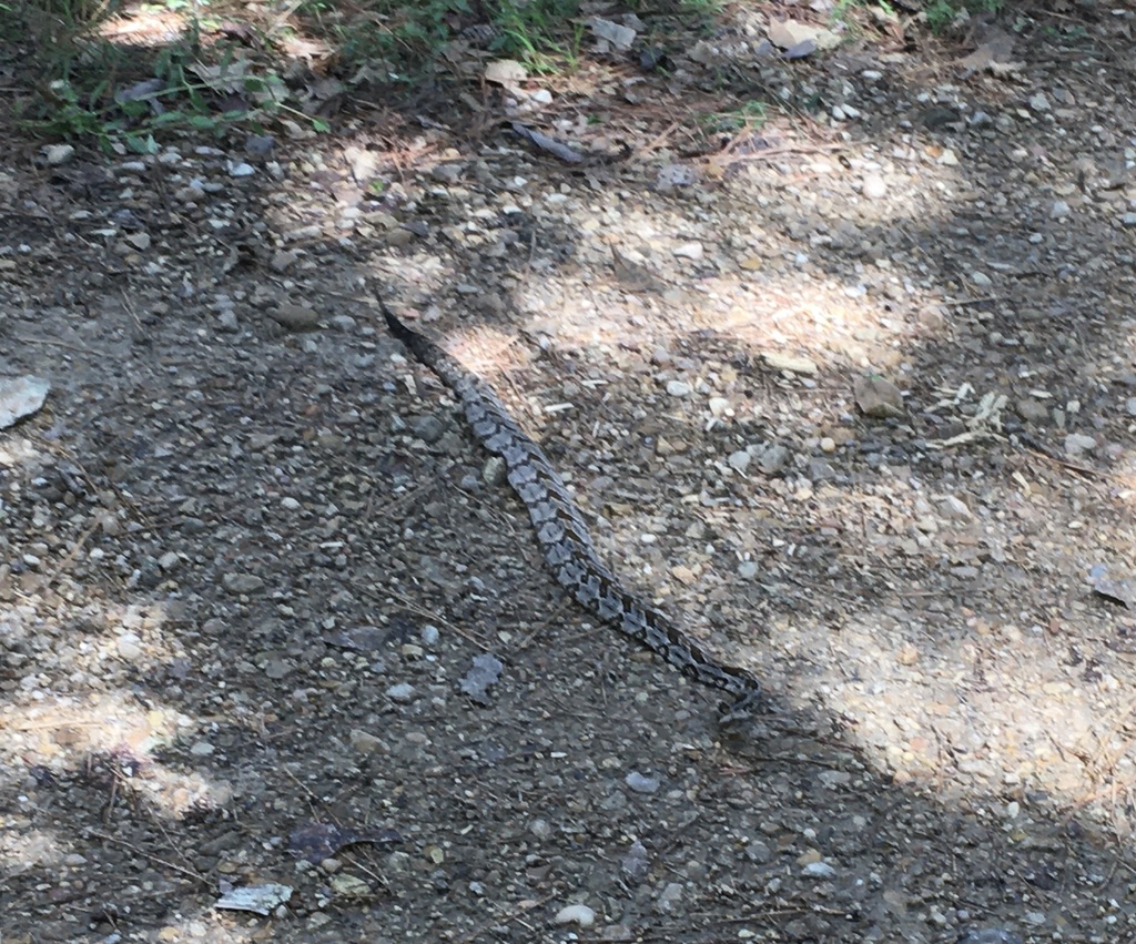 Timber Rattlesnake from Crawford, MS, US on September 27, 2020 at 12:46 ...