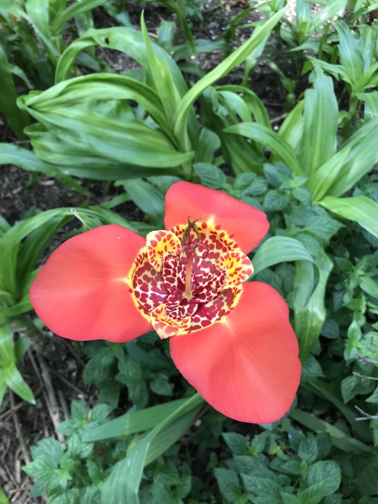 Tiger flower from Circular de Morelia, Mexico City, CDMX, MX on ...