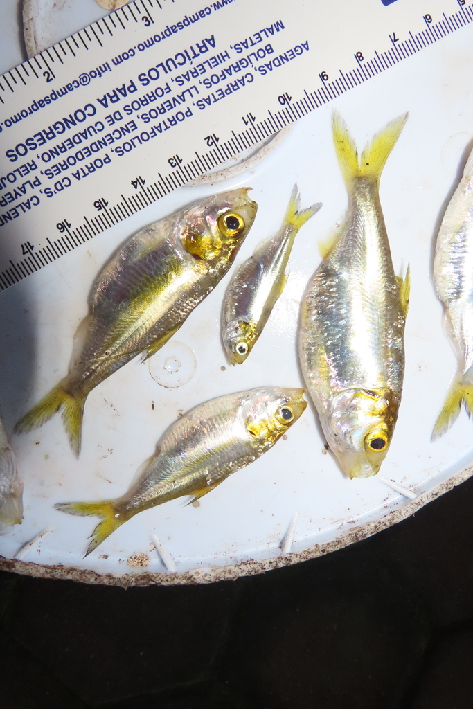 Threadfin Shad from Reserva Ecológica Selvas del Toztlan on September ...
