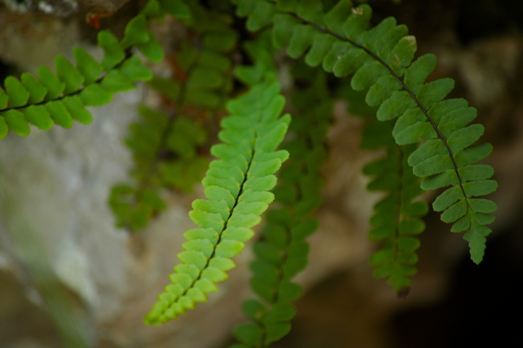 Black-stemmed spleenwort (Ferns and Fern Allies of Floracliff Nature ...