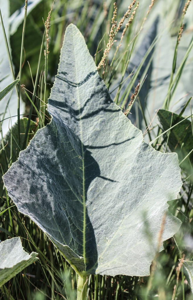 Buffalo gourd (Plants of the Middle Rio Grande Bosque) · iNaturalist