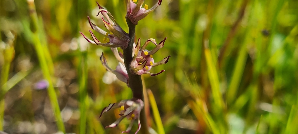 Wurmbea monopetala in September 2020 by vanrensk · iNaturalist
