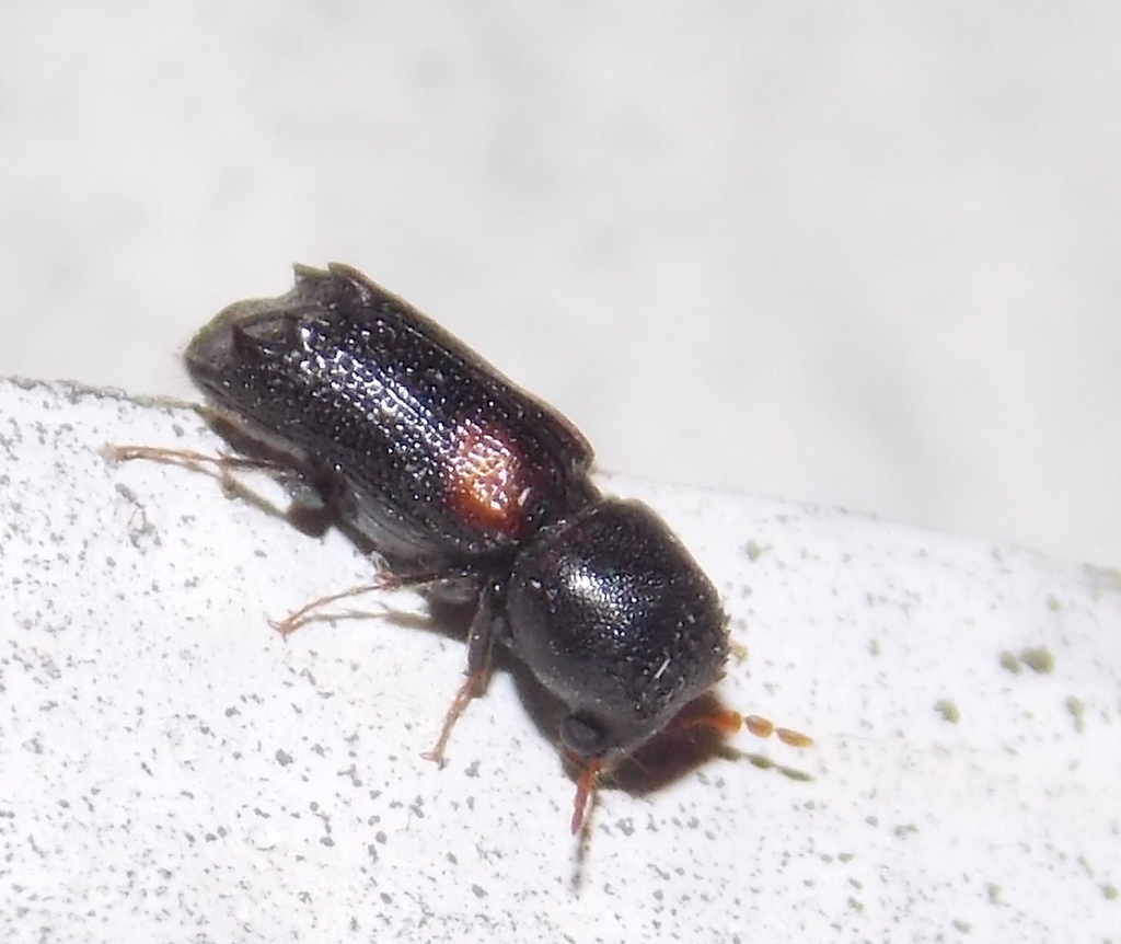 Red-shouldered Bostrichid (Guide to Beetles of Erath County, TX ...