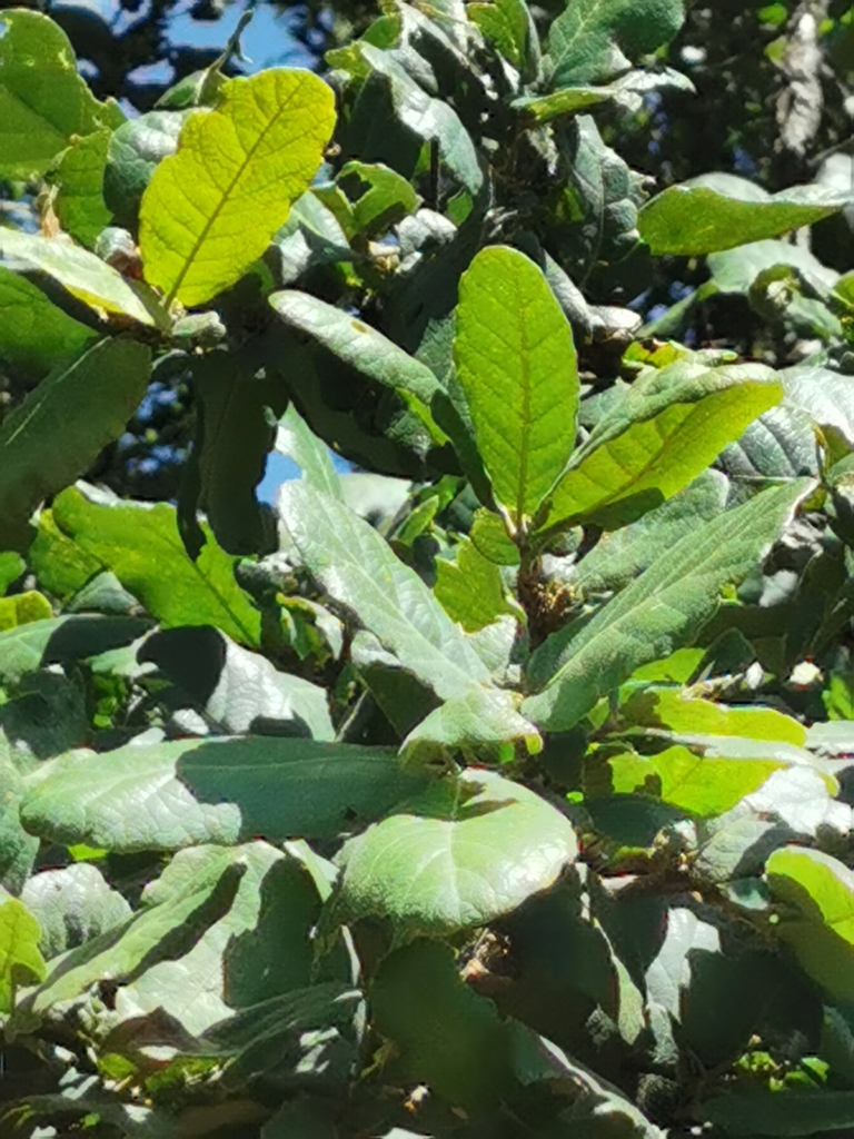 Quercus convallata from Durango, Dgo., México on September 27, 2020 at ...