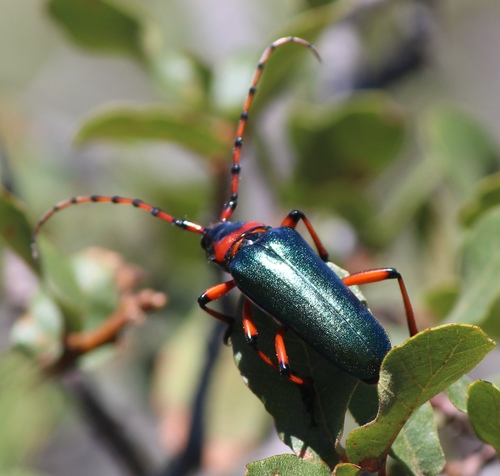 Subspecies Stenaspis verticalis verticalis · iNaturalist United Kingdom