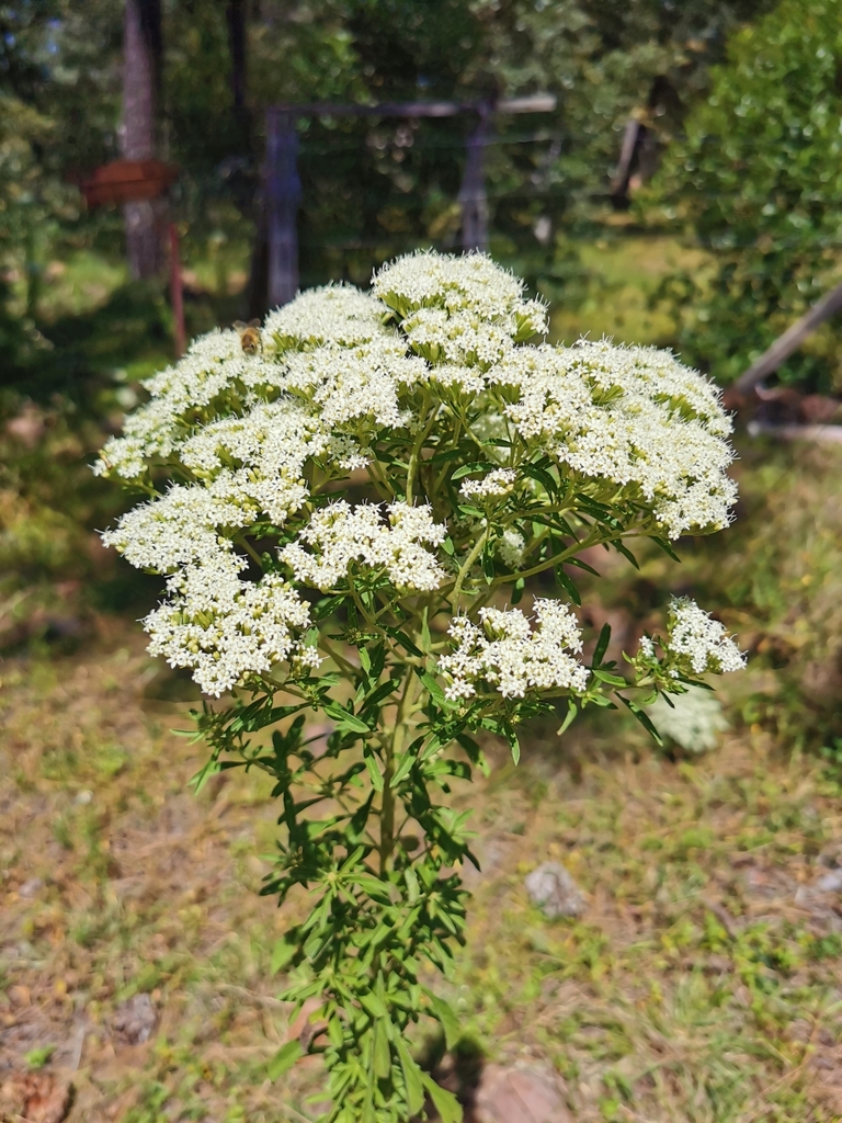 Sawtooth Candyleaf from Durango, Dgo., México on September 27, 2020 at ...