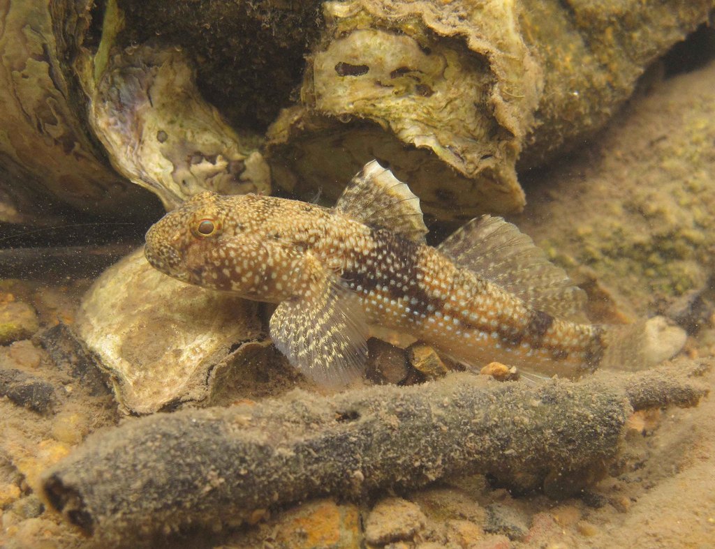 Dusky Frillgoby (Field guide to fish (guya) of Magnetic (Yunbenun ...