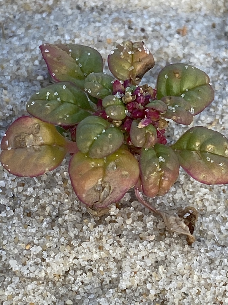 Seabeach Amaranth in September 2020 by Robert Levy. Globally rare, G2 ...