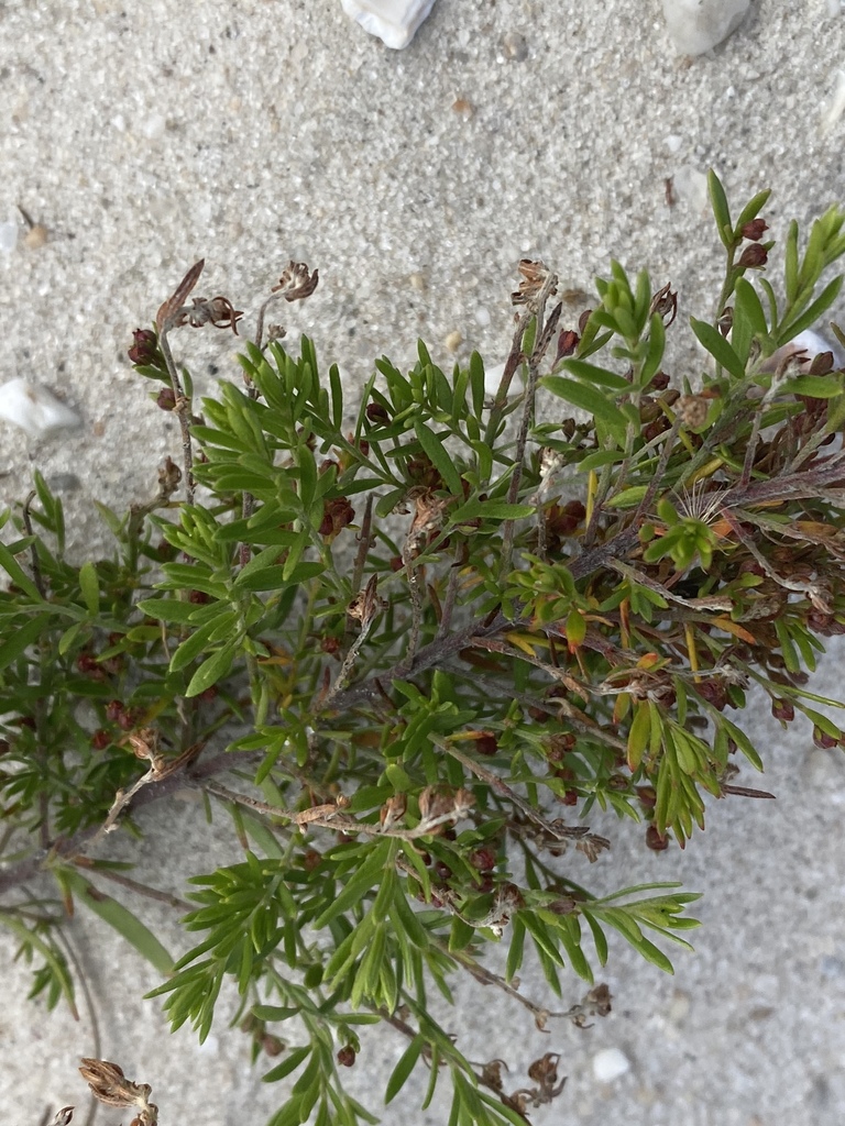 Beach Pinweed in September 2020 by Robert Levy · iNaturalist