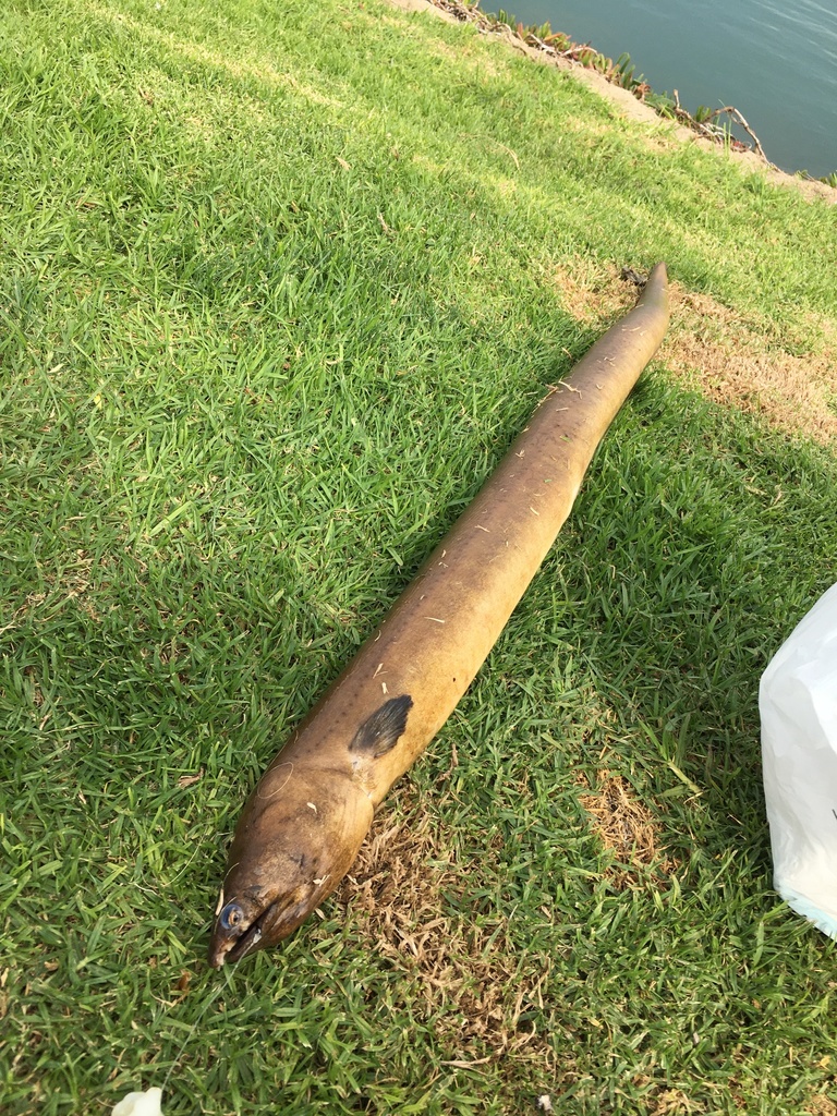 Yellow Snake Eel (Ophichthus zophochir) - Marine Life Identification