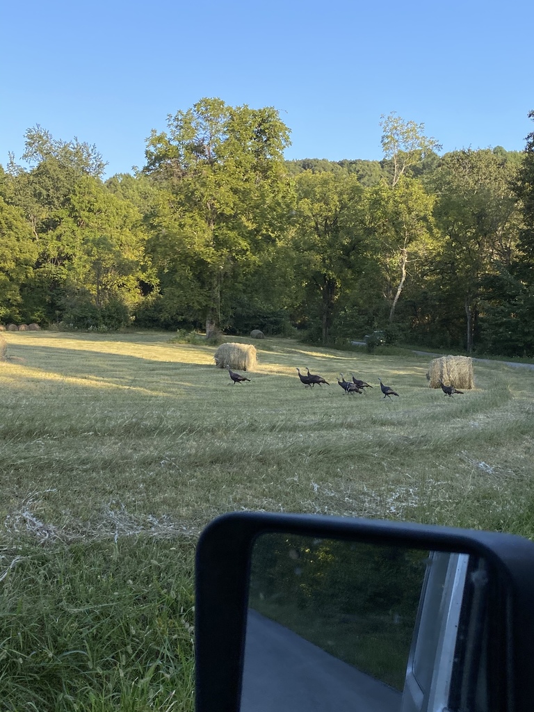 Wild Turkey from Shawnee National Forest, IL, US on September 21, 2020 ...