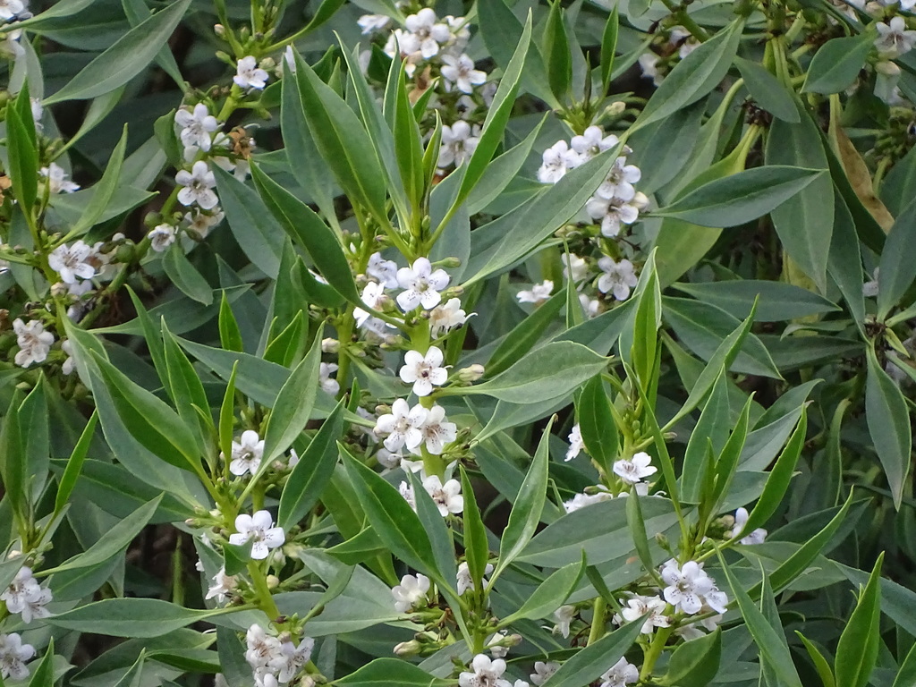 Australian Ngaio from Eden, Western Cape, South Africa on September 27 ...