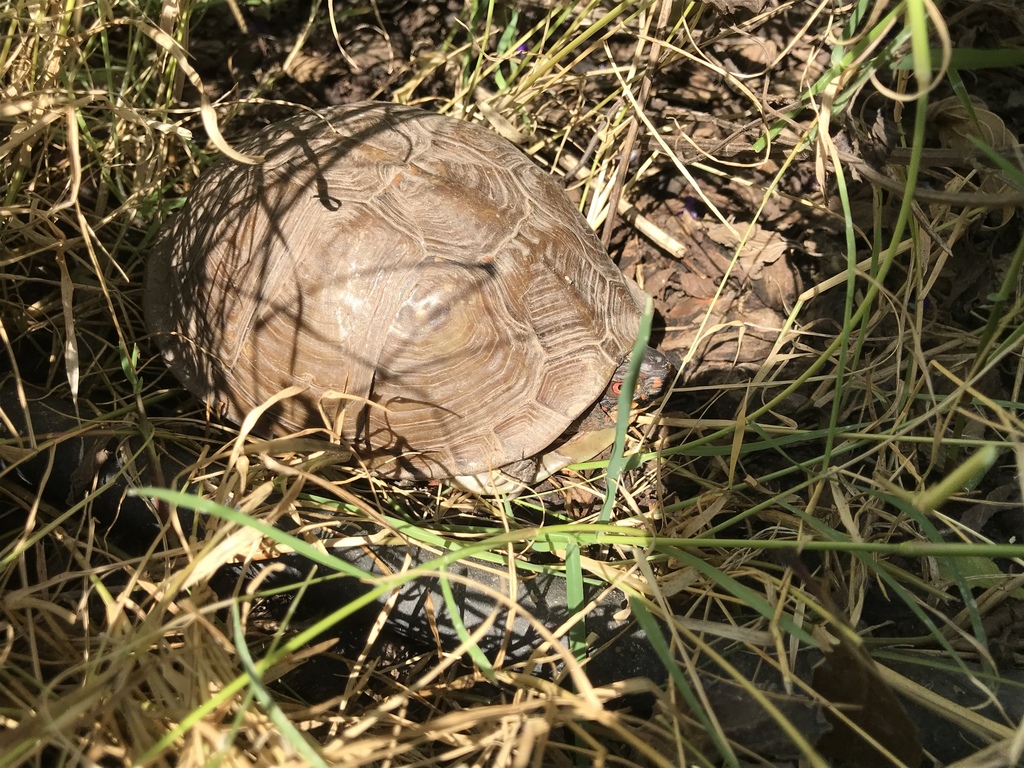 Three-toed Box Turtle from Alta Mesa Rd, Wilton, CA, US on September 27 ...