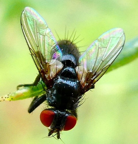Běloterčka (Leucostoma)