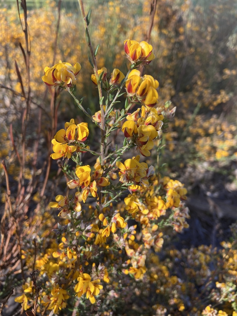 golden bush-pea (Pultenaea gunnii) - Botanical Realm