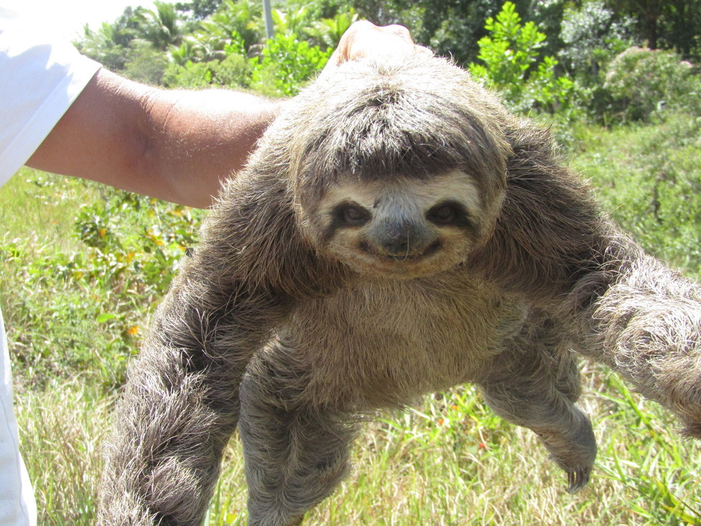 Northern Atlantic Forest Three-toed Sloth from Porto Seguro - State of ...