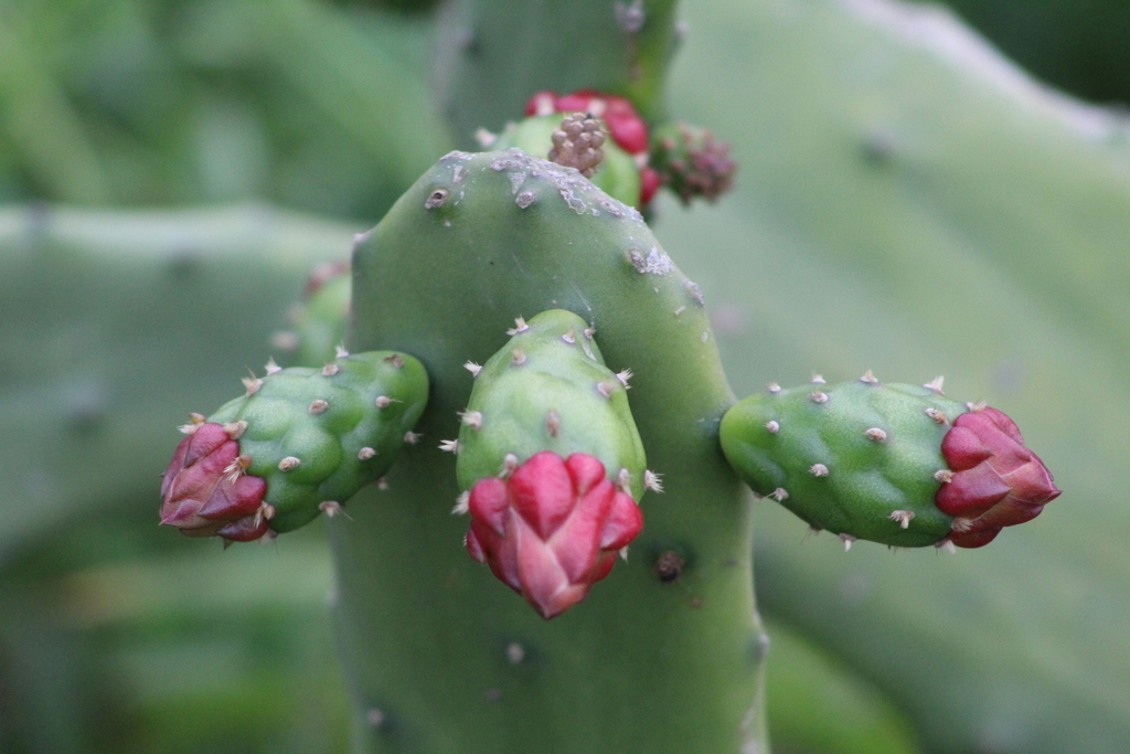 Cochineal Nopal Cactus from CIDREIRA, Cidreira - RS, Brasil on ...