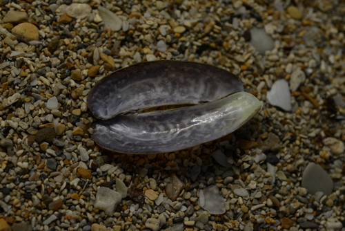 Knife Finger Oyster (Ensiculus cultellus) · iNaturalist